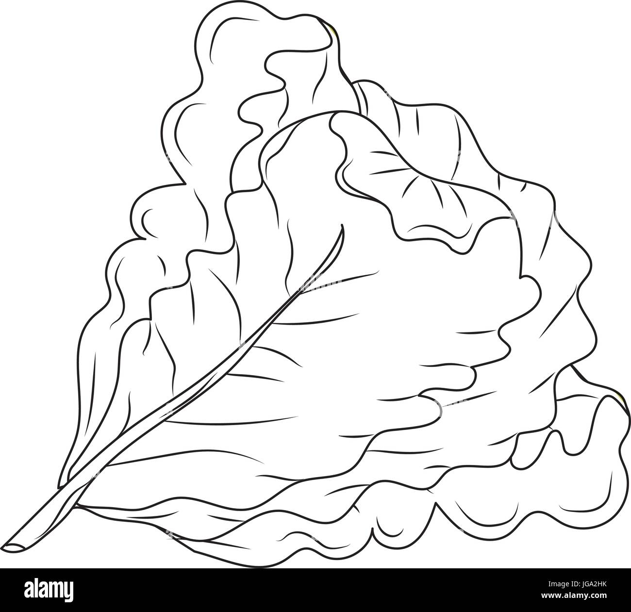 line fresh lettuce natural vegetable nutrition Stock Vector Image & Art ...