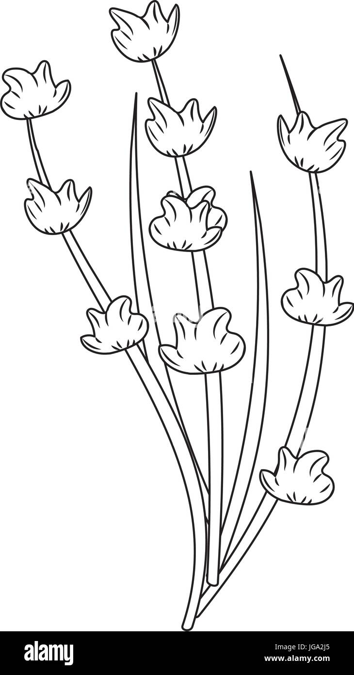 Plant food variety Black and White Stock Photos & Images - Alamy