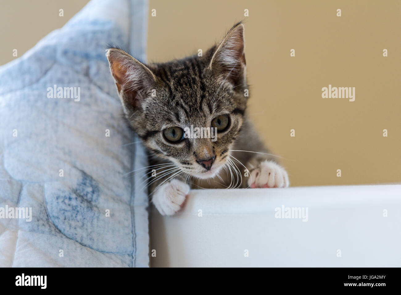 Adorable Kitten Face Stock Photo - Alamy