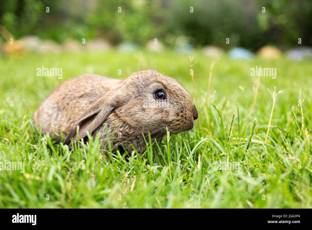 A rabbit is sitting on the grass on a farm. The hare is running around ...