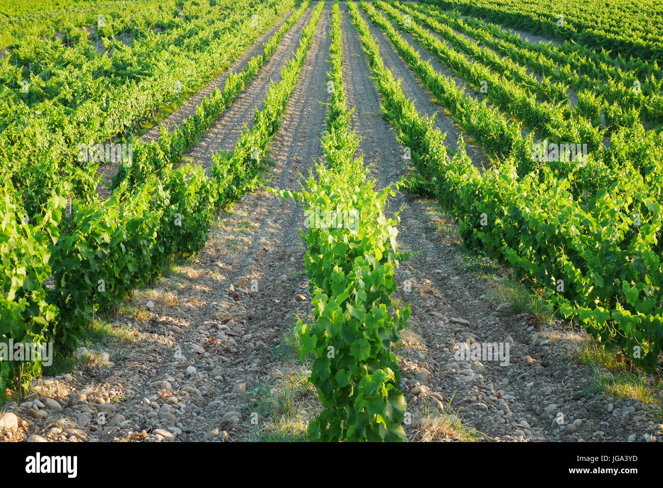Vine fields in France Stock Photo - Alamy