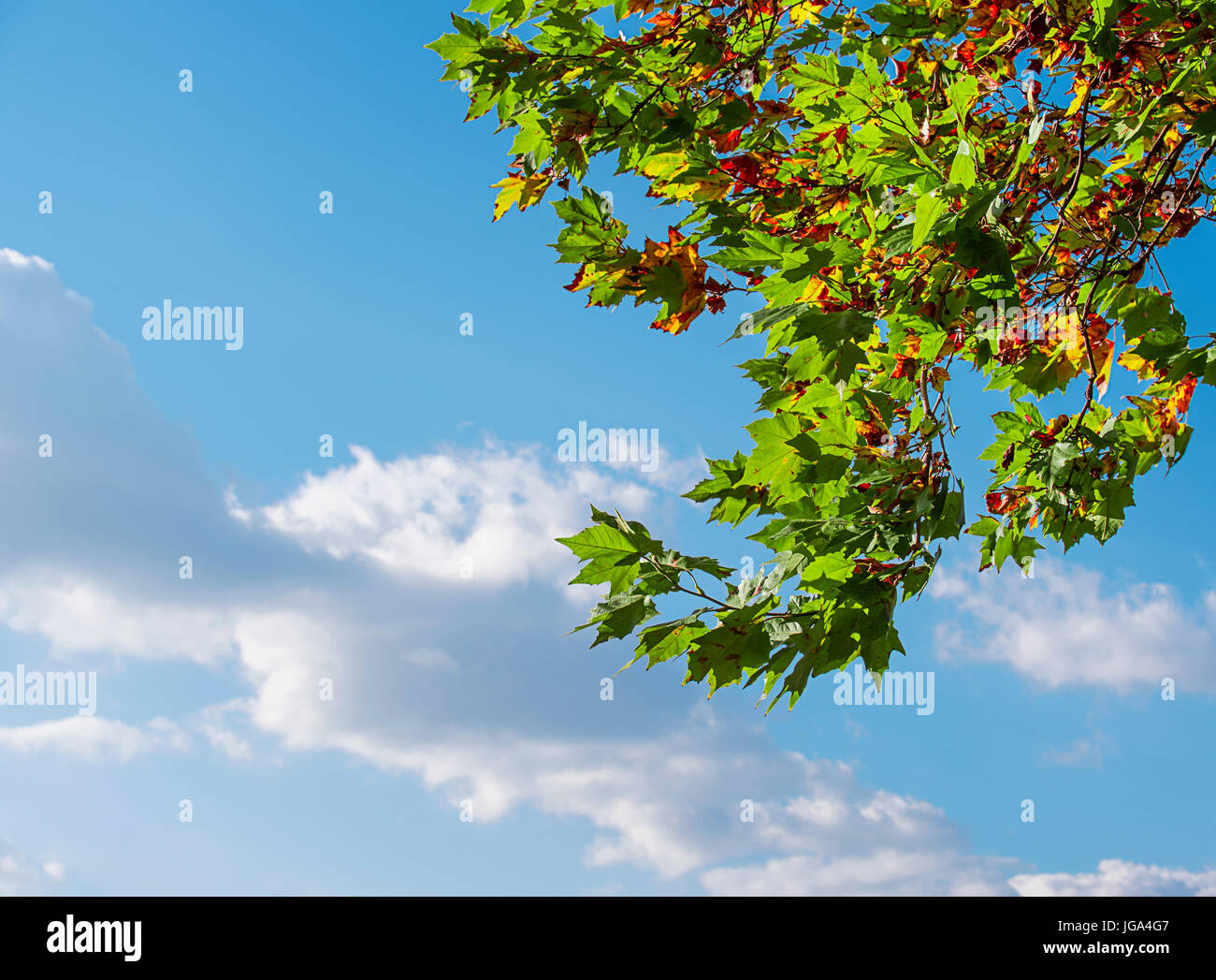 Beautiful multi colored leaves on tree hi-res stock photography and ...