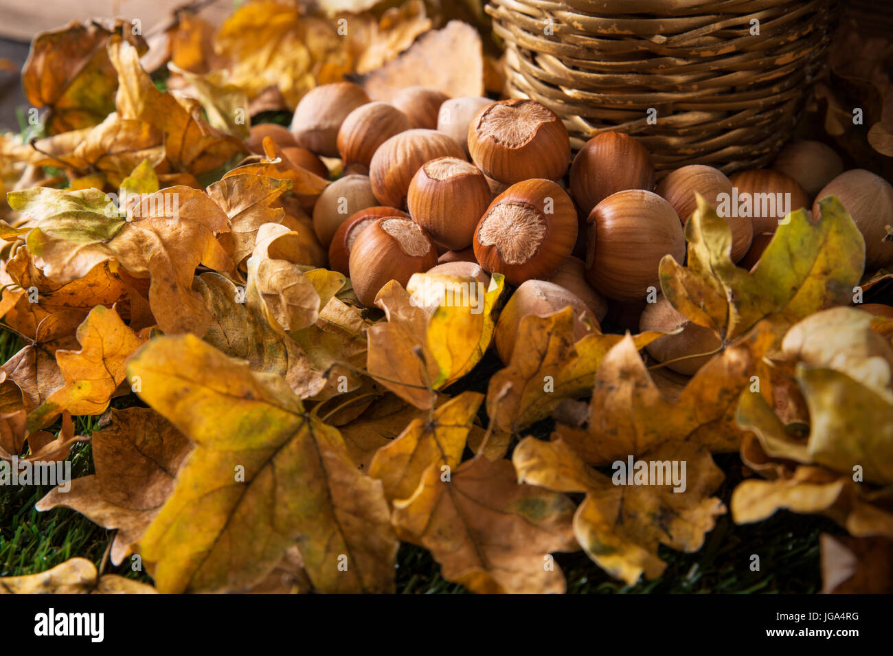 Bowl of hazelnuts on autumn leaves Stock Photo - Alamy
