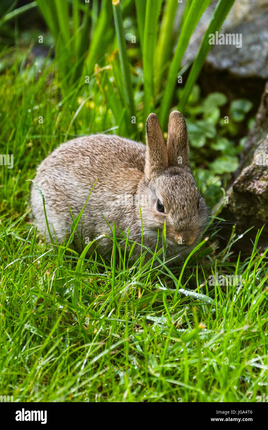 Backgarden rabbit hi-res stock photography and images - Alamy