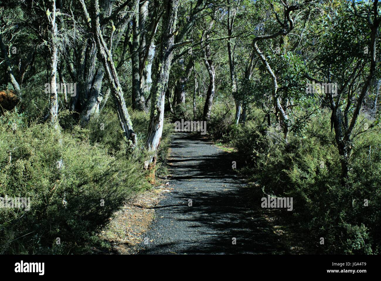 Beautiful scenery of a forest trail and trees. Jungle walk Stock Photo ...