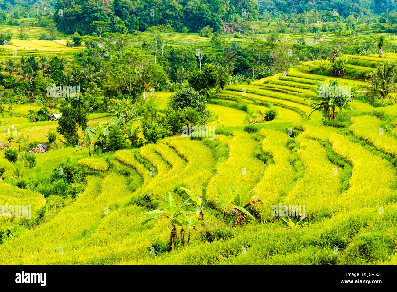 Green rice terrace fields in Bali, Indonesia Stock Photo - Alamy