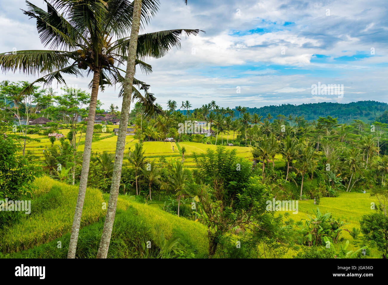 Green rice terrace fields in Bali, Indonesia Stock Photo - Alamy