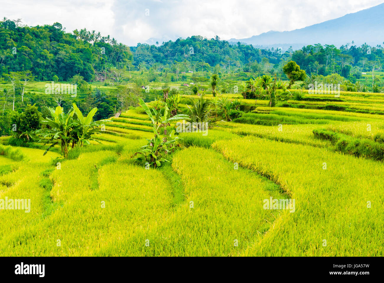 Green rice terrace fields in Bali, Indonesia Stock Photo - Alamy