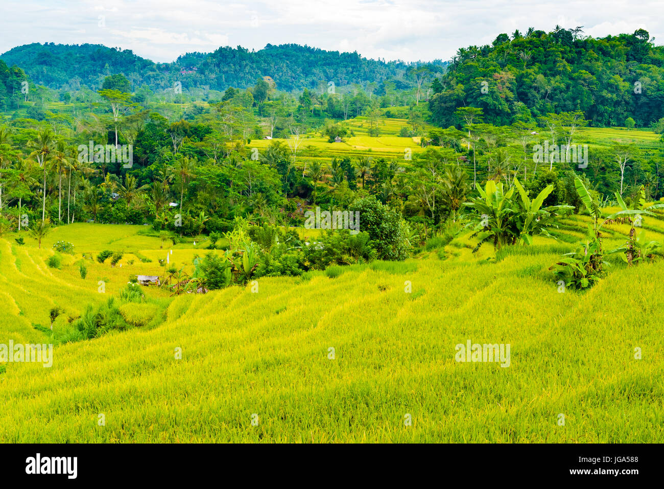 Green rice terrace fields in Bali, Indonesia Stock Photo - Alamy