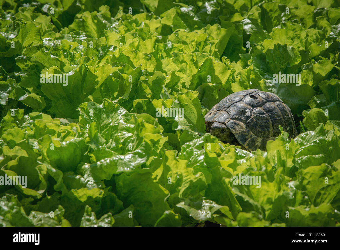 Little turtle on green leaves Stock Photo - Alamy