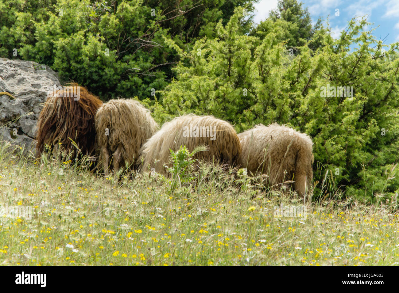 Sheep eating the bush Stock Photo - Alamy