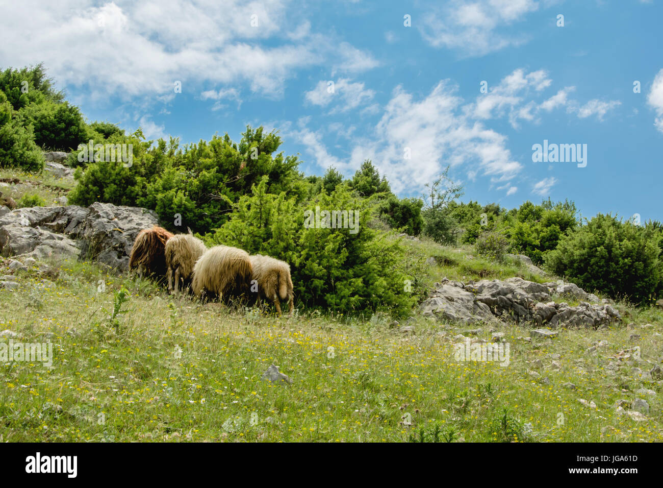 Sheep eating the bush Stock Photo - Alamy
