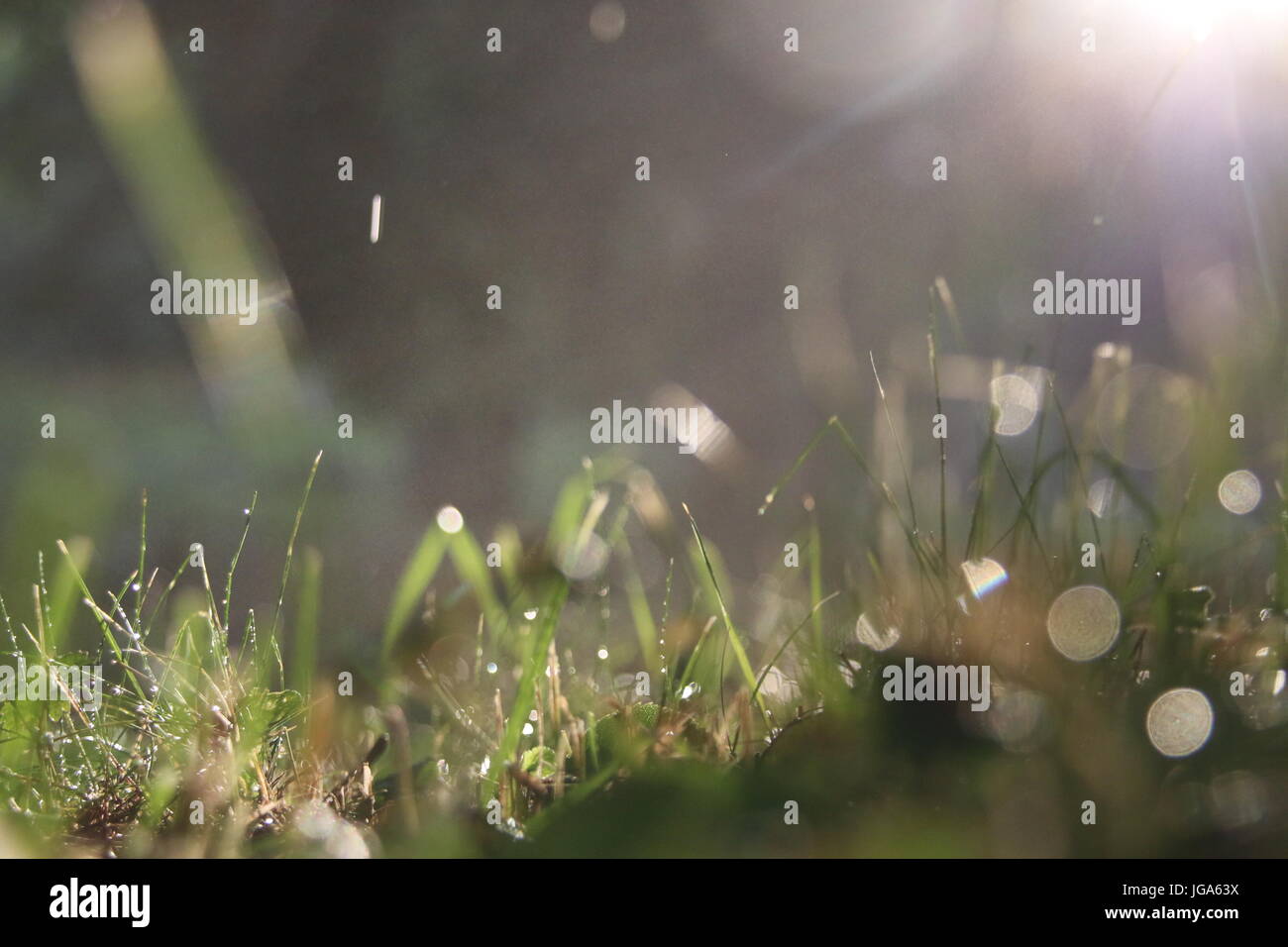 Close up of green grass in sunshine after heavy rain Stock Photo - Alamy