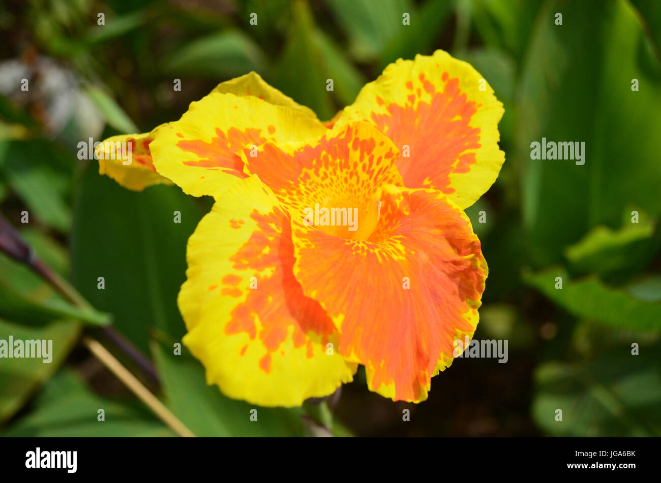 Going without hi-res stock photography and images - Alamy