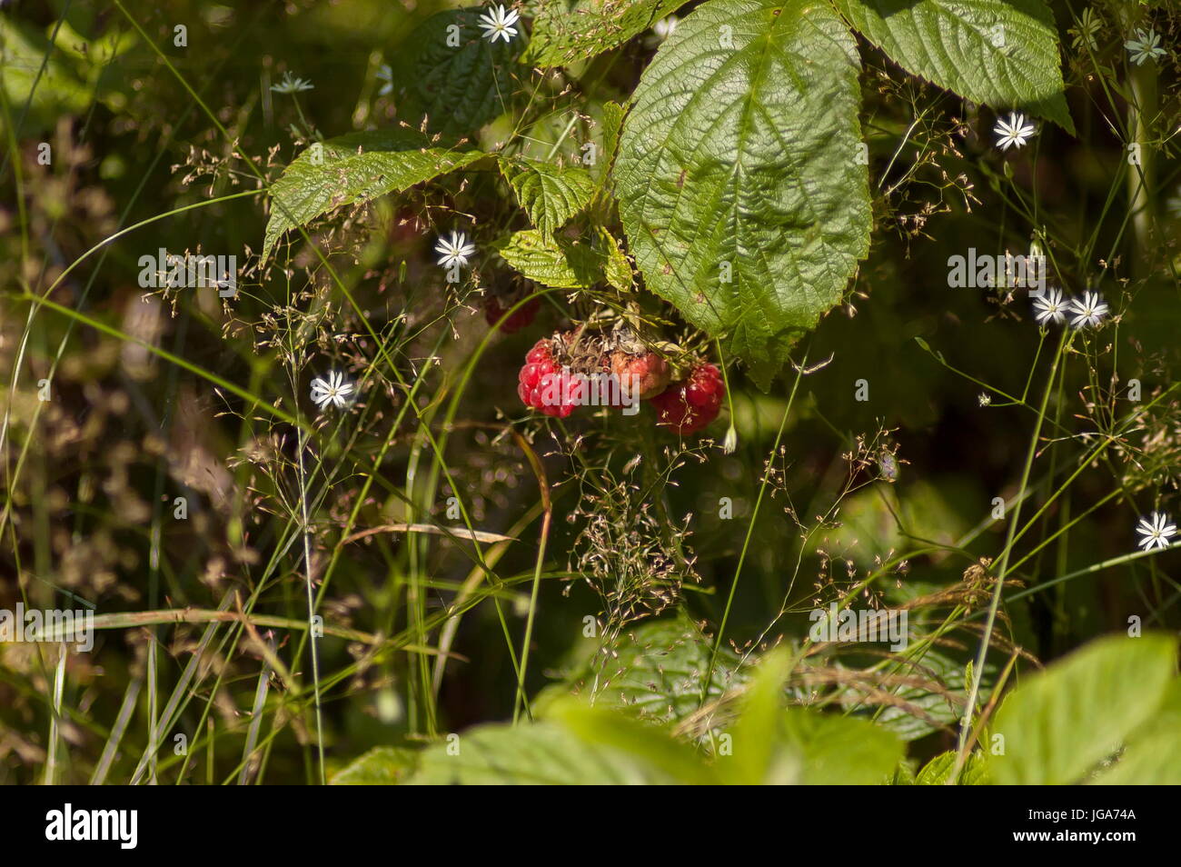 Mountain flower glade with fresh and ripe raspberry fruit and leaves ...