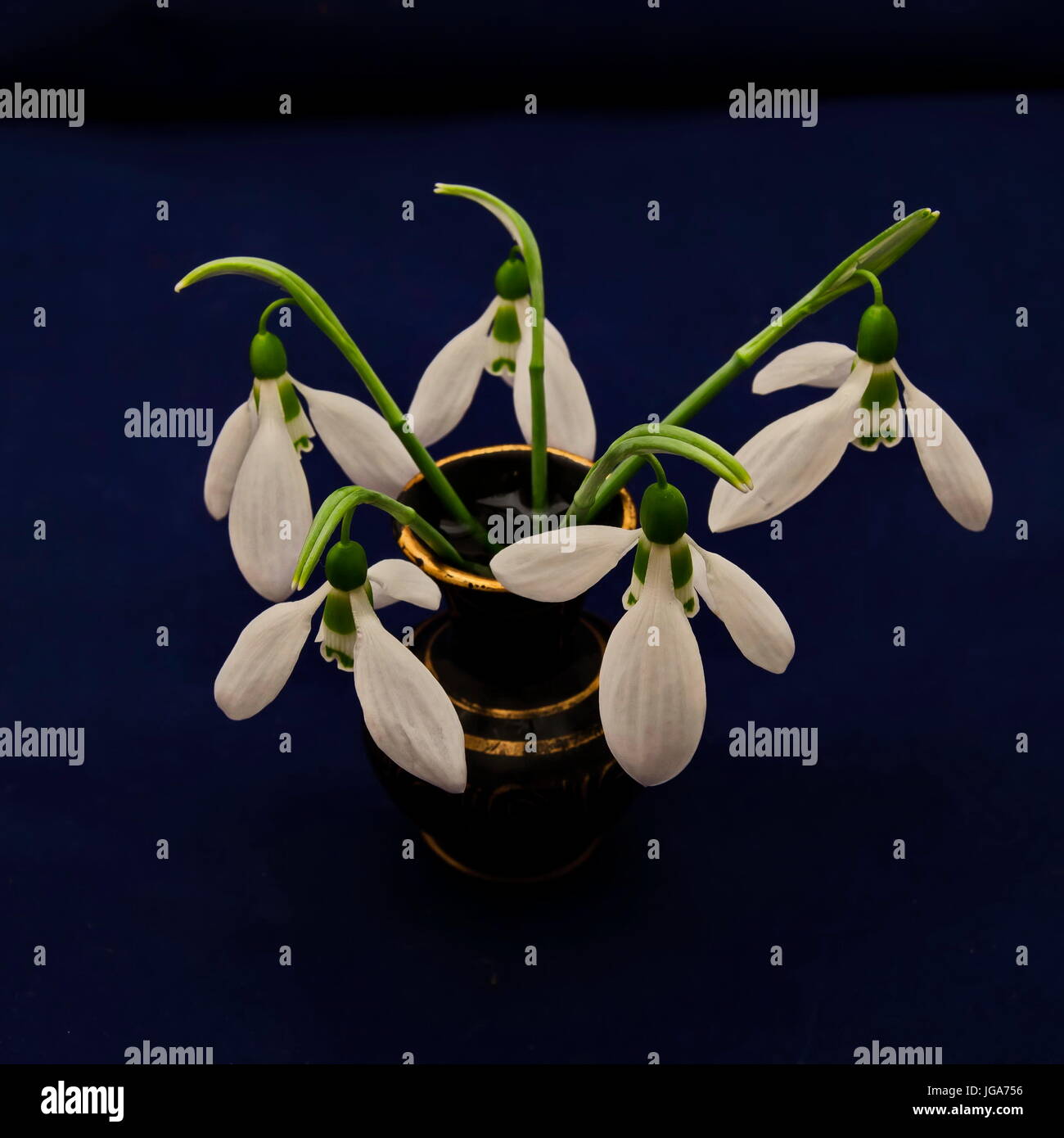Spring snowdrop flower bouquet in porcelain vase at blue background ...