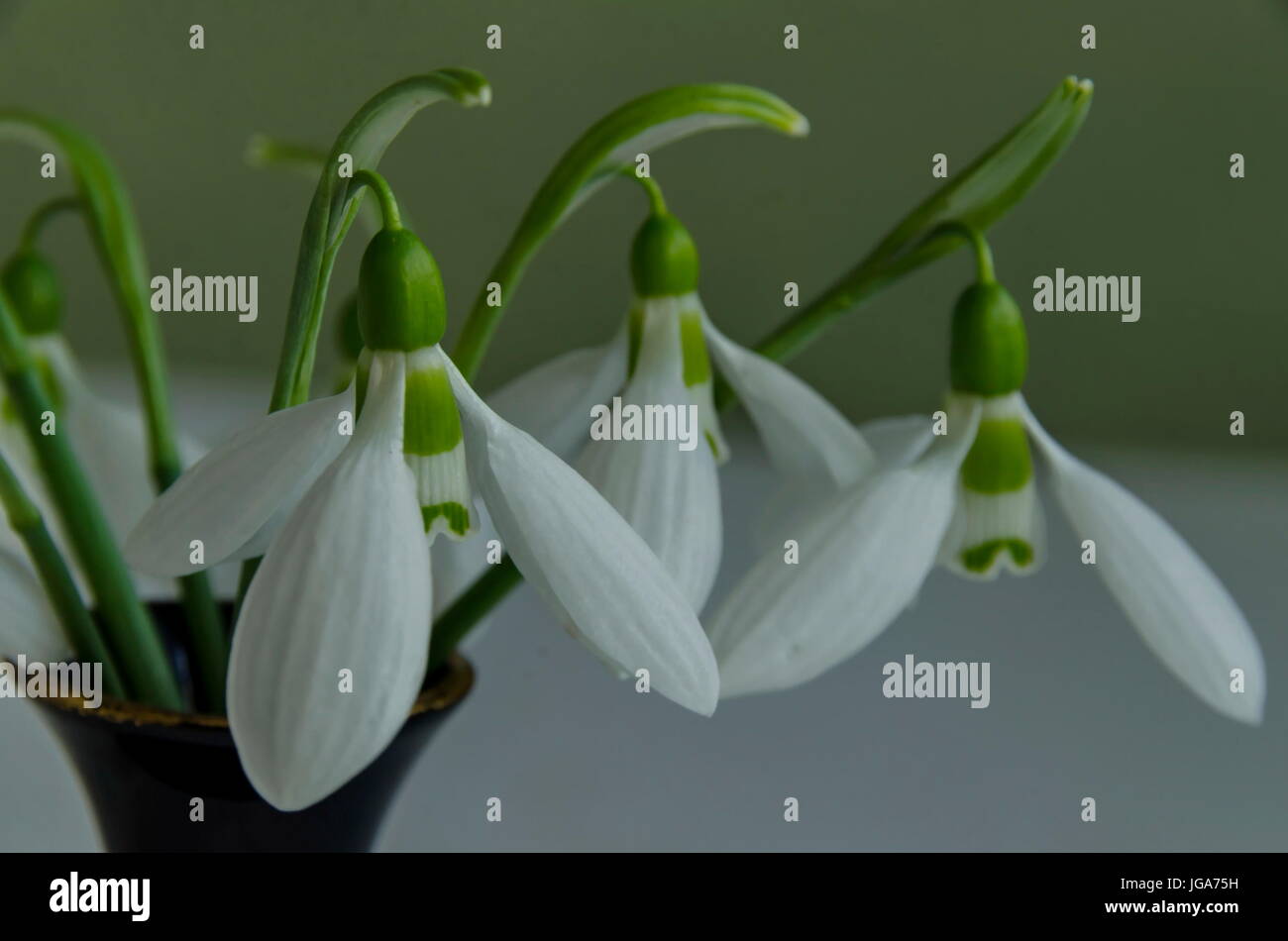 Spring snowdrop flower macro in porcelain vase at light background ...