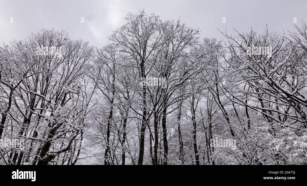 Winter scenery with many trees at the snow forest in Japan Stock Photo ...