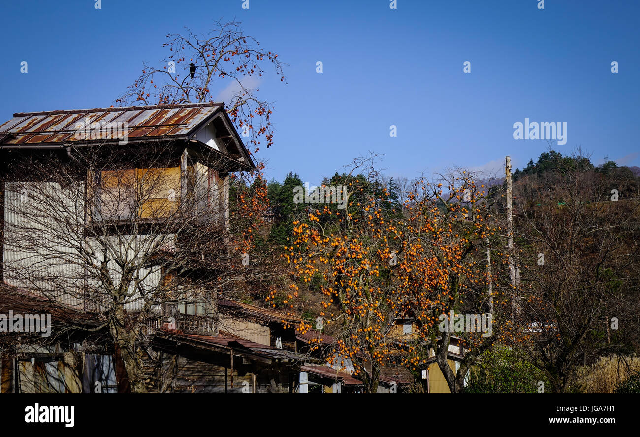 Wooden house with persimmon trees and fruits at Historic Villages of ...