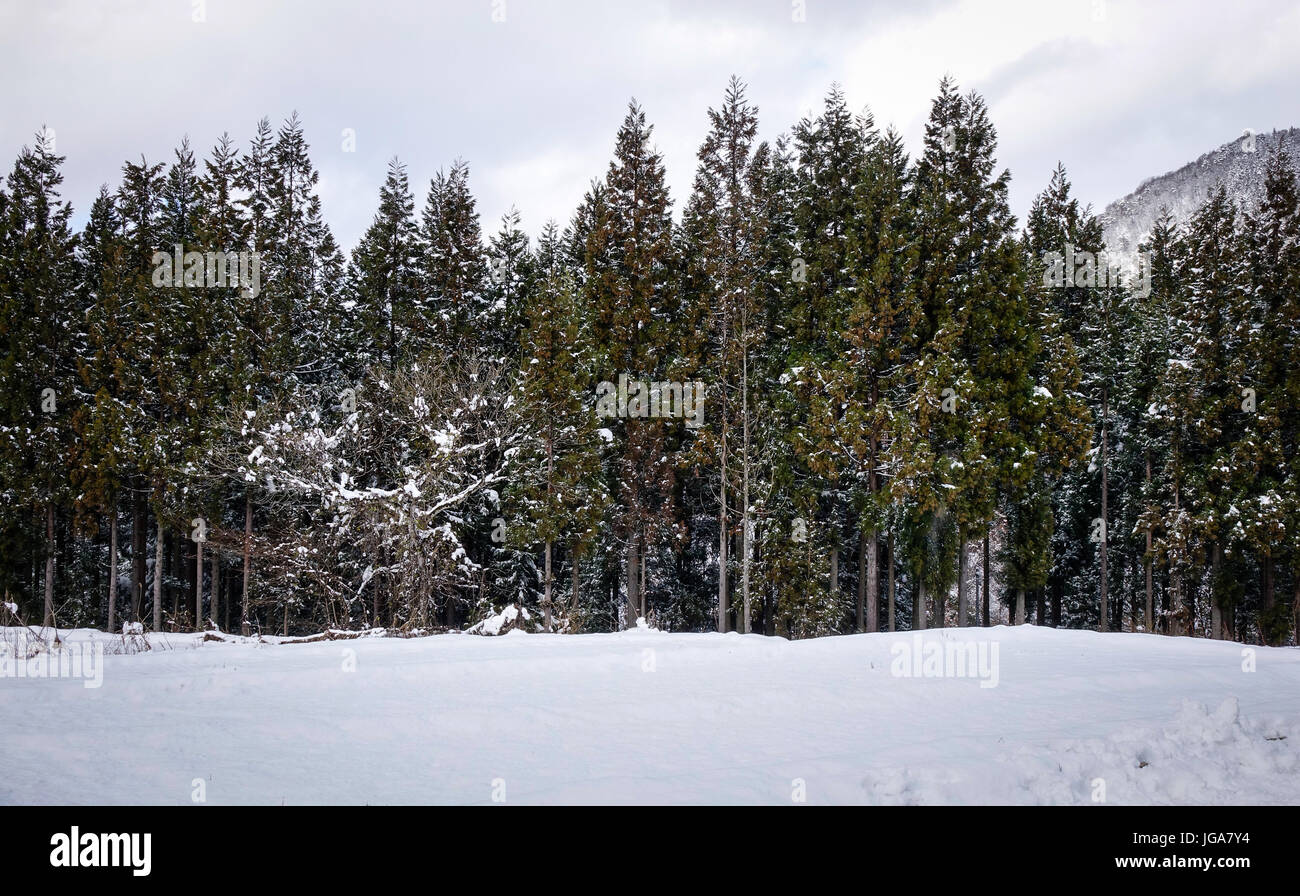 Pine tree forest with snow at winter in Japan Stock Photo - Alamy