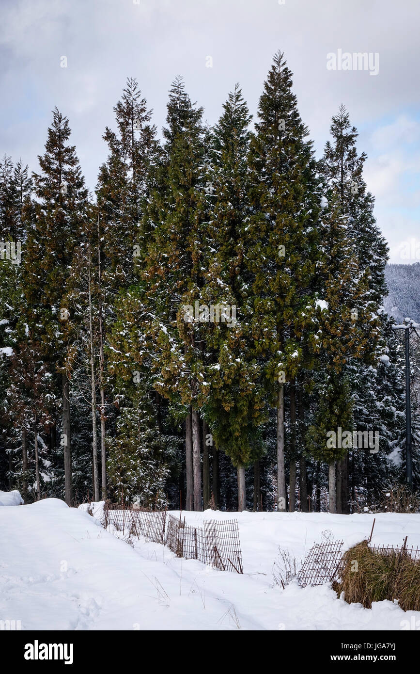 Pine trees at the park in winter. Close up Stock Photo - Alamy