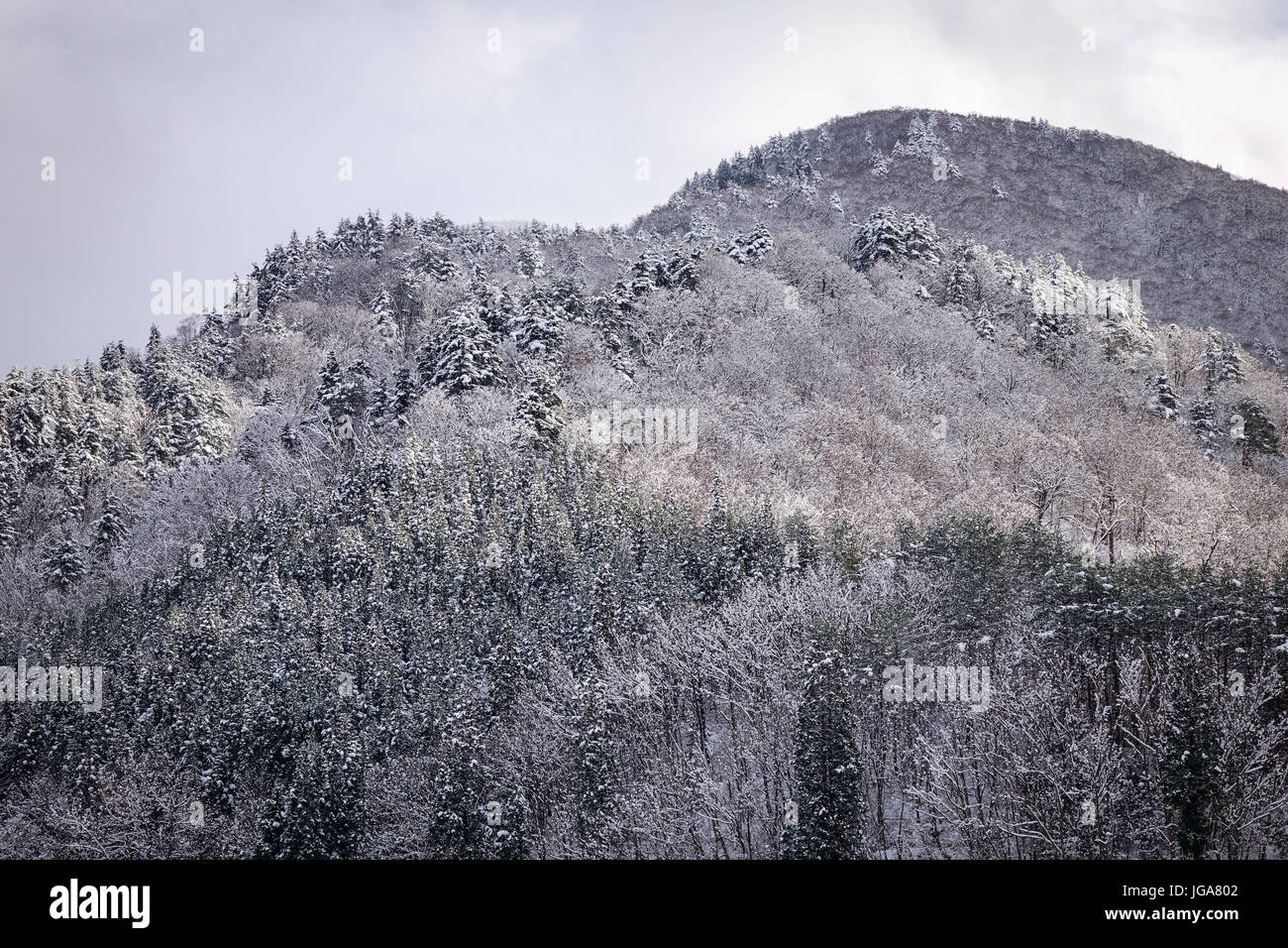 Mountain scenery with pine trees at the winter in Gifu, Japan Stock ...