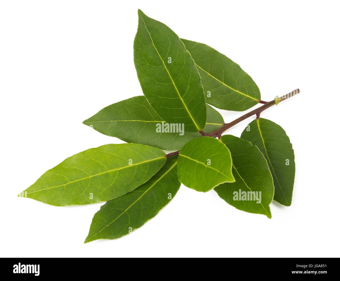 Laurel branch isolated on white Stock Photo - Alamy