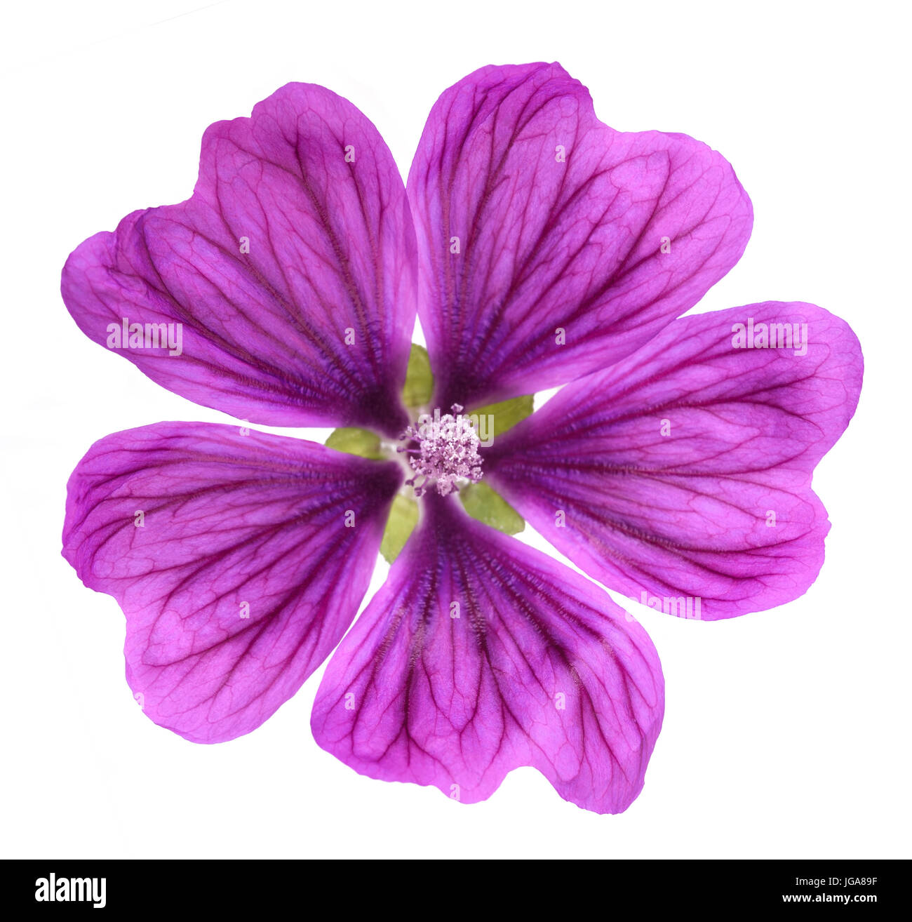 Violet "Common Mallow" flower (Malva Sylvestris) isolated on white ...