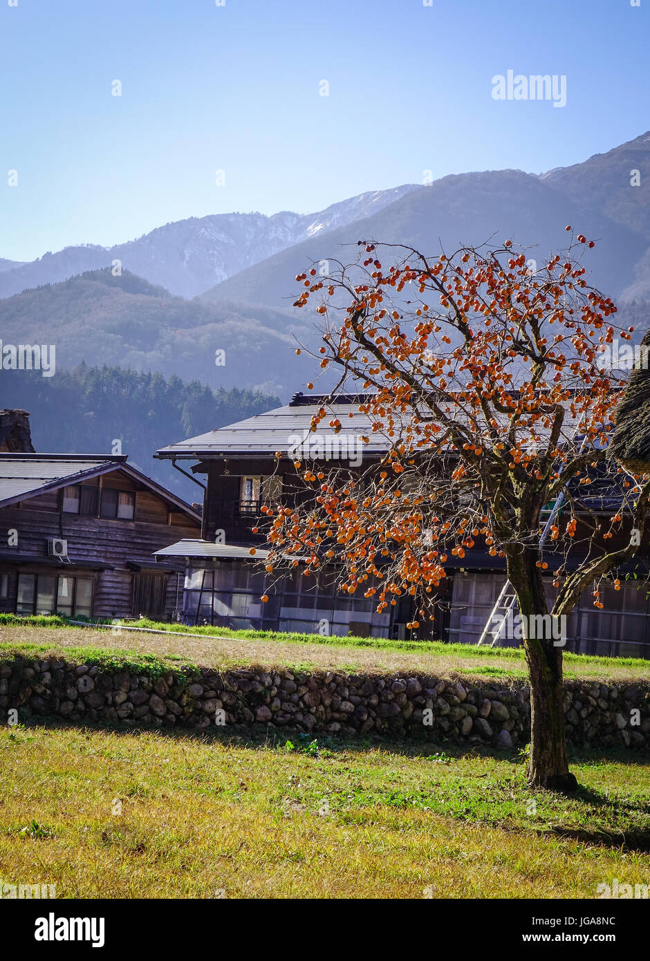 Kaki tree with fruits at Japanese village Shirakawago in Gifu, Japan ...