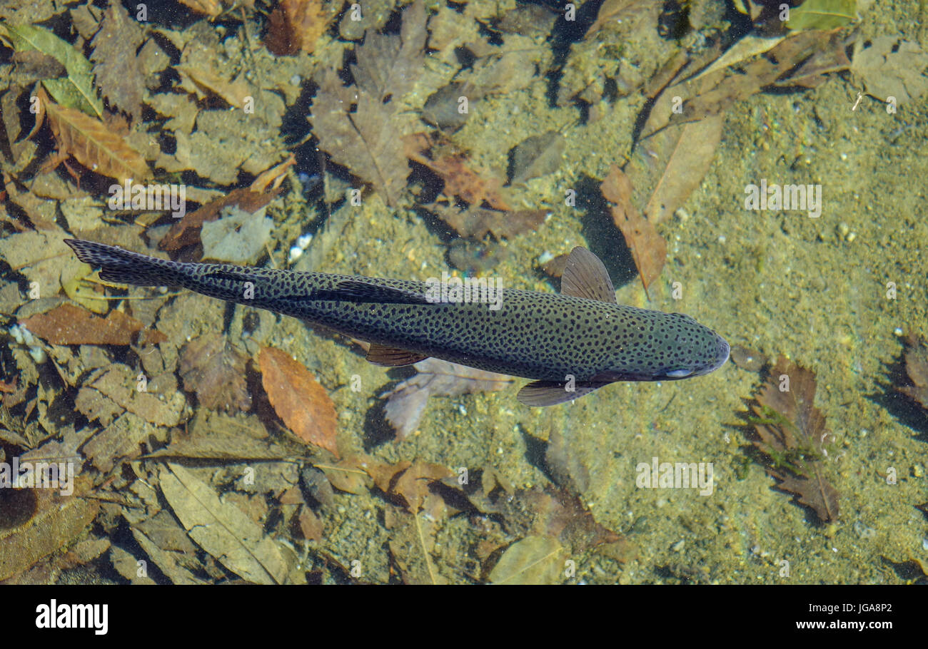 A gray fish swimming on the pond at Japanese garden. Close up Stock ...