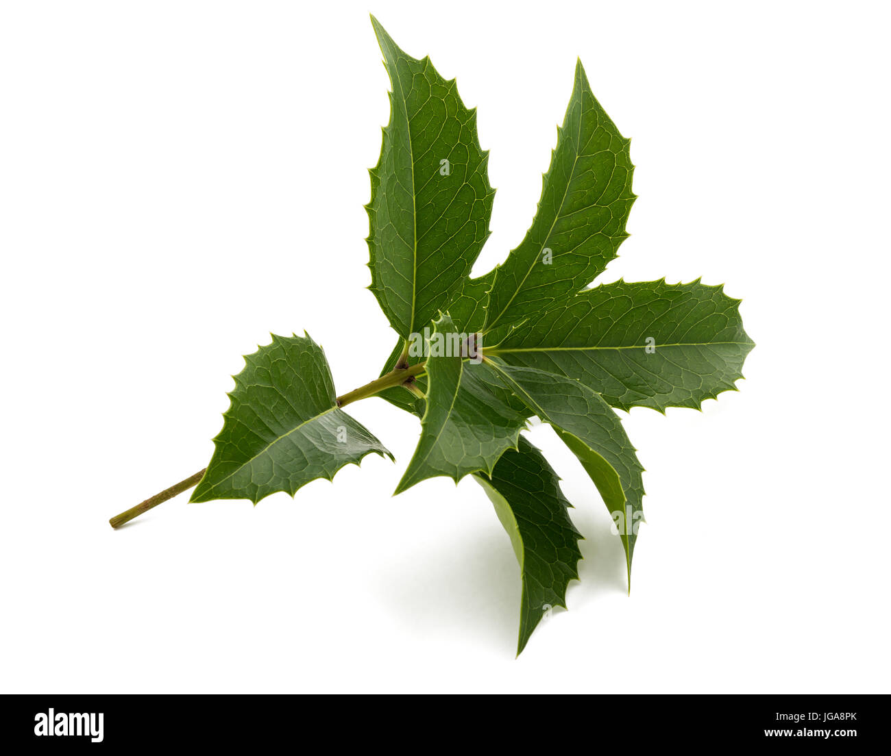 holly or butcher's broom isolated on white background Stock Photo - Alamy