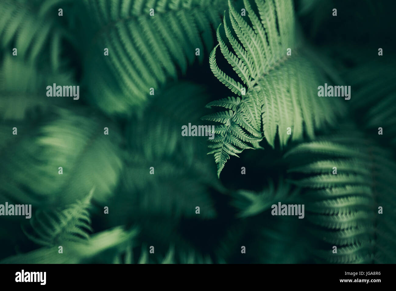 Beautiful fern leaves, macro Stock Photo - Alamy