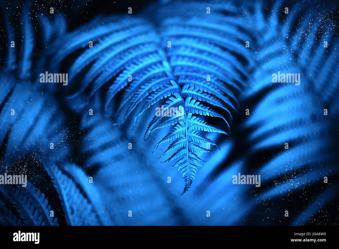 Beautiful fern leaves, macro Stock Photo - Alamy