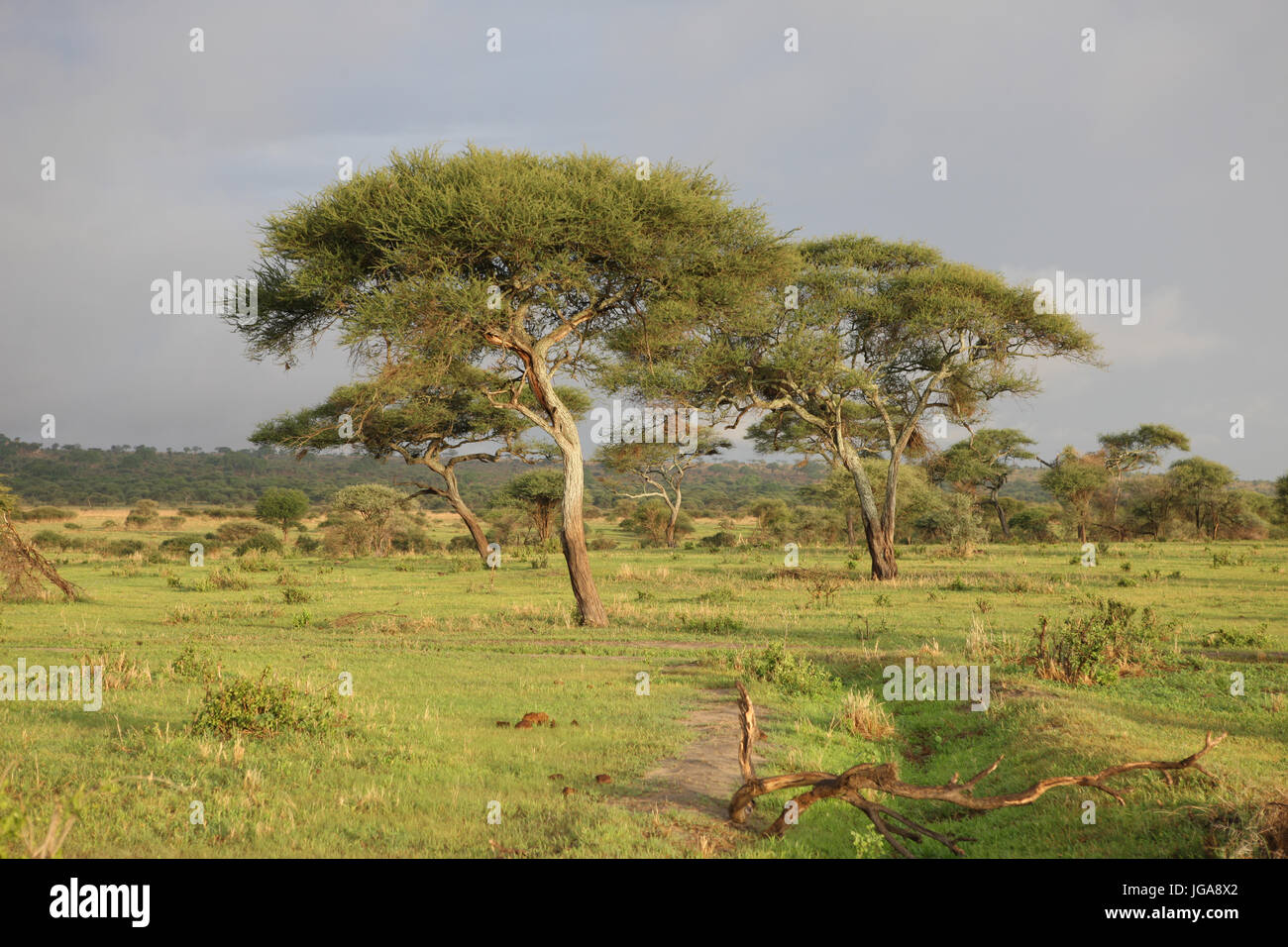 African savannah summer pictrures wild safari Tanzania Rwanda Botswana ...