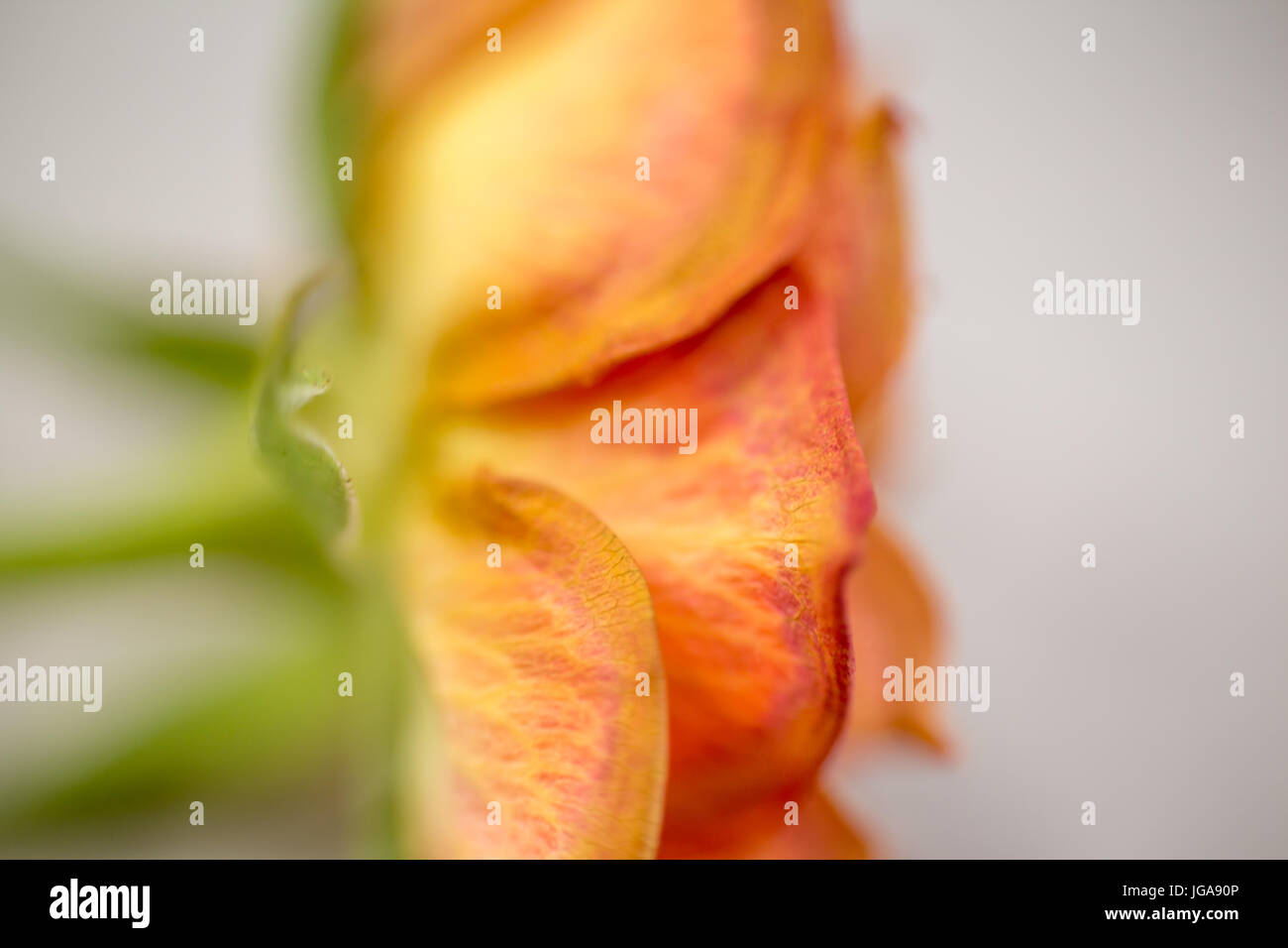 A close up of an orange, single dying rose flower Stock Photo - Alamy