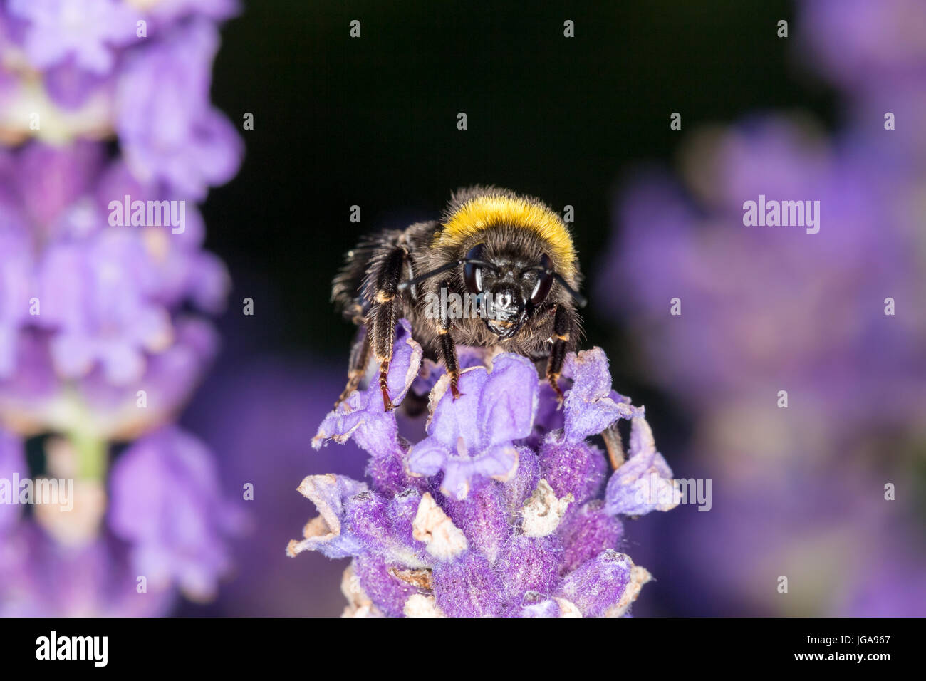 Bumble Bee Pollen High Resolution Stock Photography and Images - Alamy