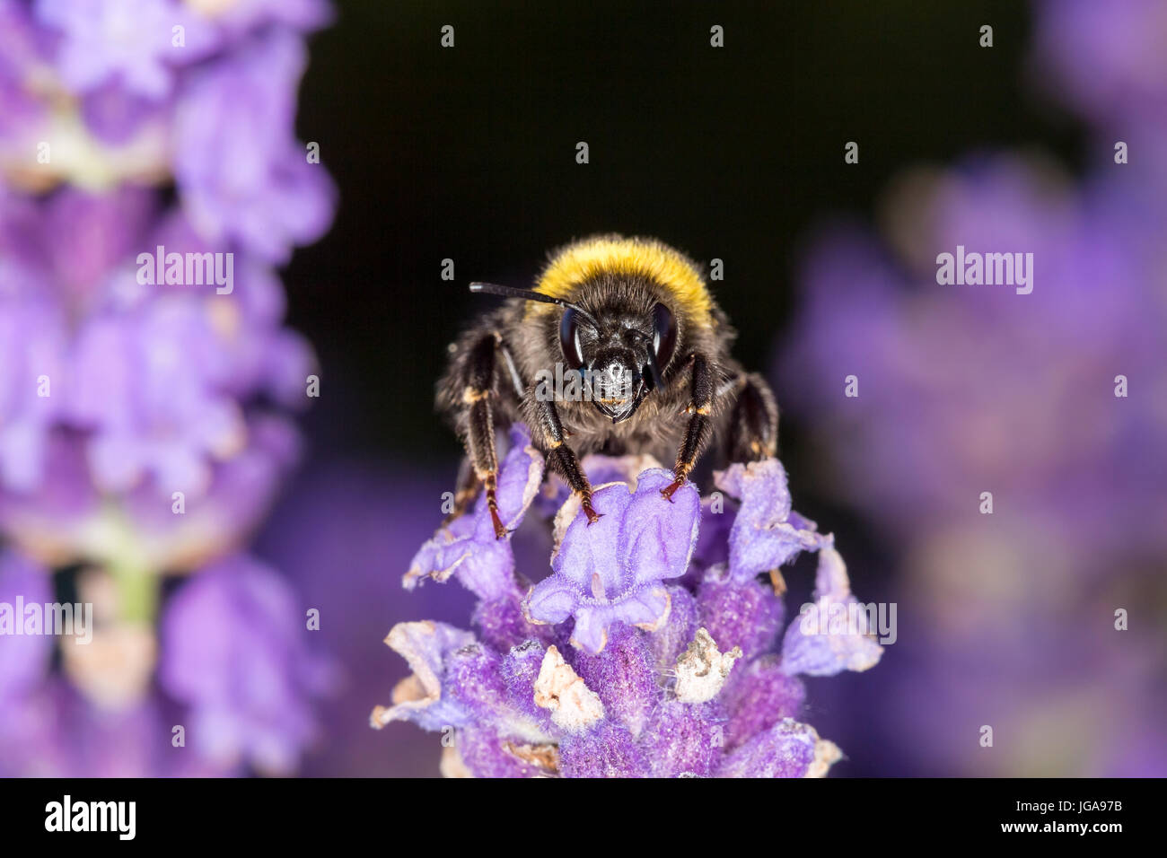 Bumblebee (Bombus) on lavender (Lavandula) - Macro shot Stock Photo - Alamy