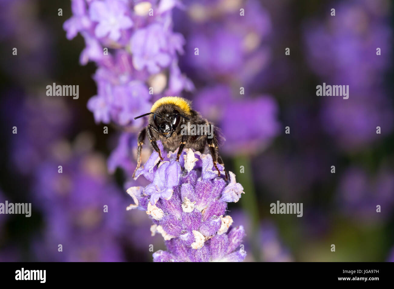 Bumblebee (Bombus) on lavender (Lavandula) - Macro shot Stock Photo - Alamy