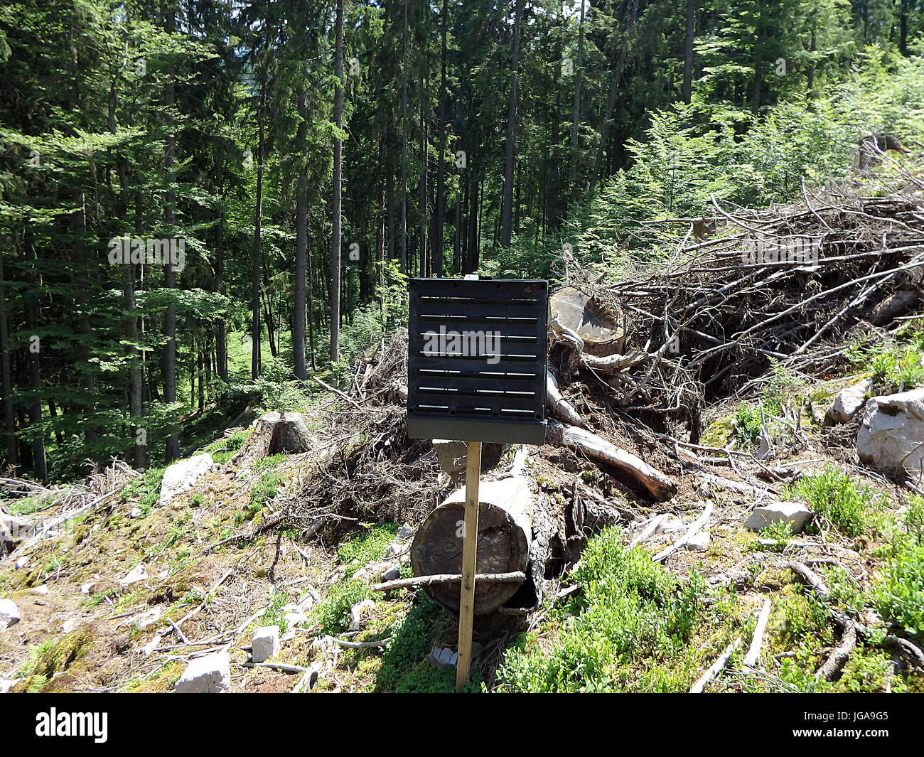 Black pheromone traps insects, Forest preservation, pheromone trap for ...