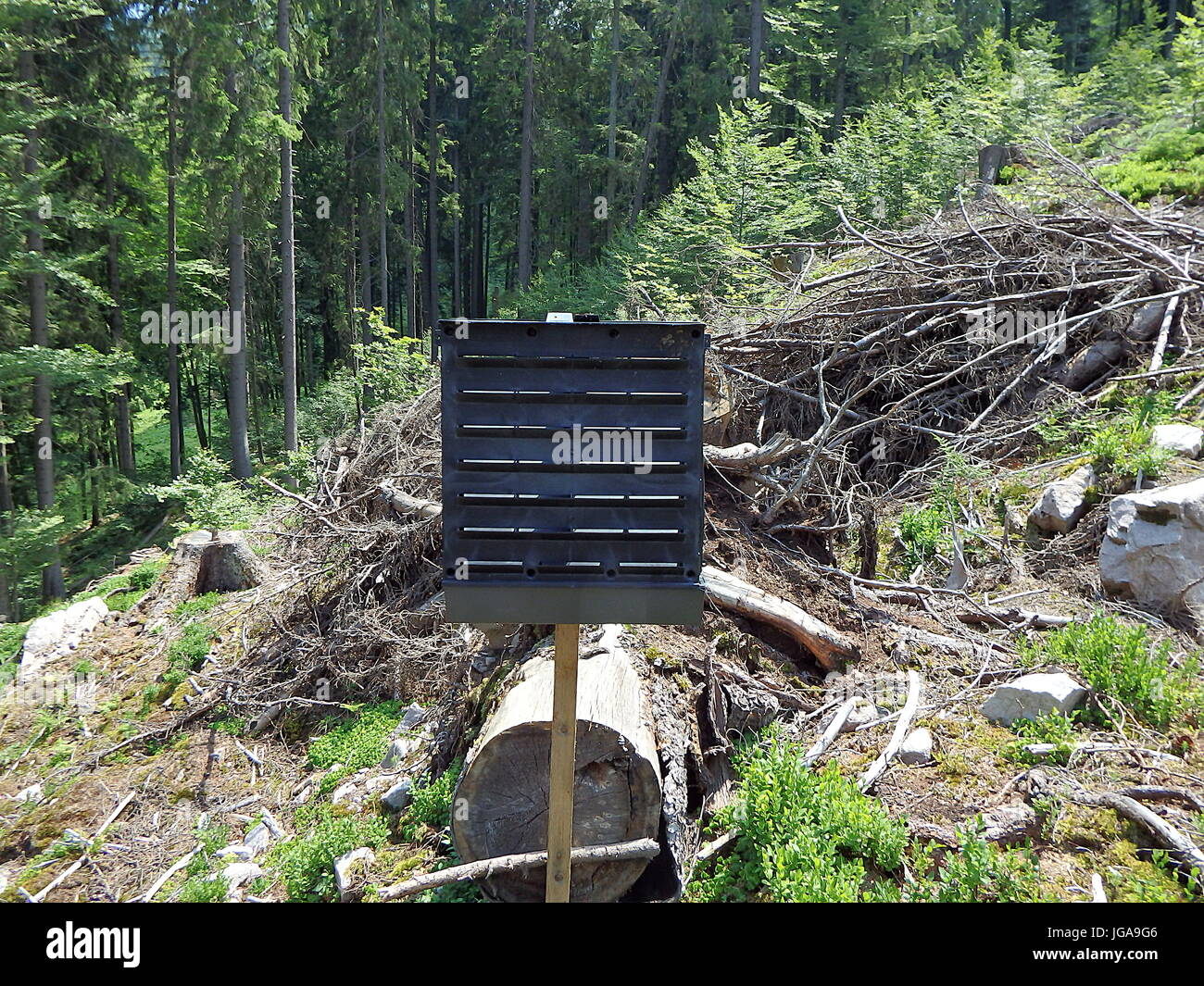 Bark beetle pheromone trap hi-res stock photography and images - Alamy