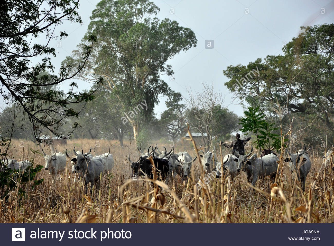Atakora Stock Photos & Atakora Stock Images - Alamy