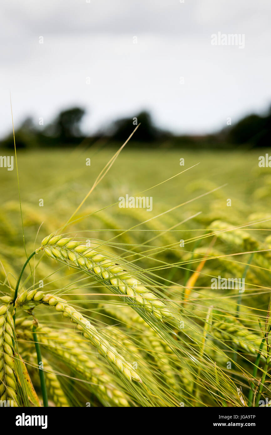 Crop of barley growing in an English field Stock Photo - Alamy