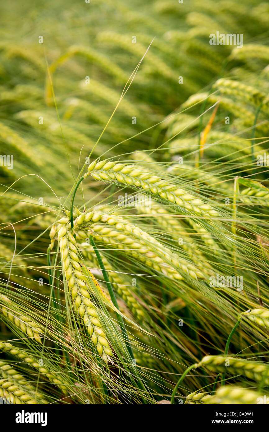 Barley ears with hi-res stock photography and images - Alamy