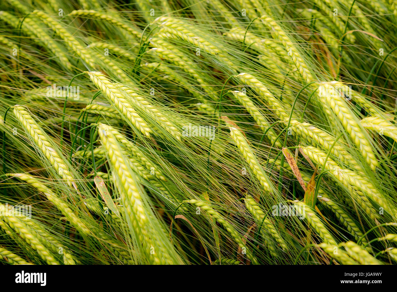 Crop of barley growing in an English field Stock Photo - Alamy