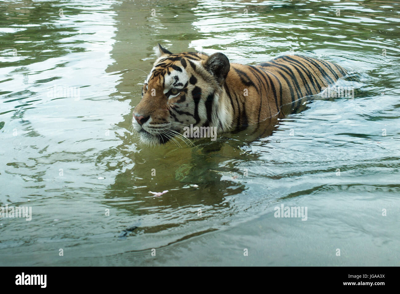 BATON ROUGE, LOUISIANA, USA - 2013: Mike VII, a Bengal tiger shown here ...