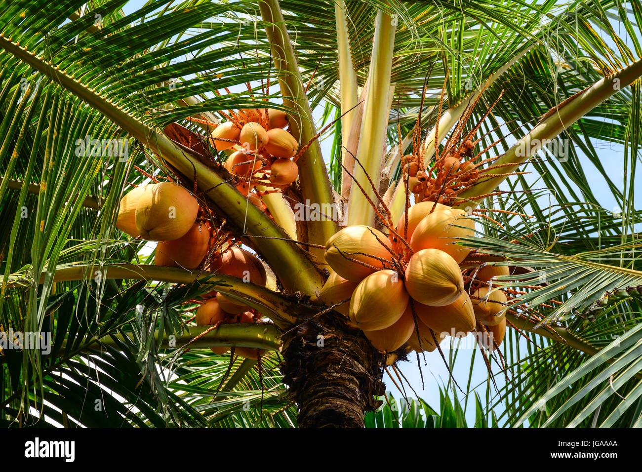 Coconut tree and fruits at the plantation in Asia Stock Photo - Alamy