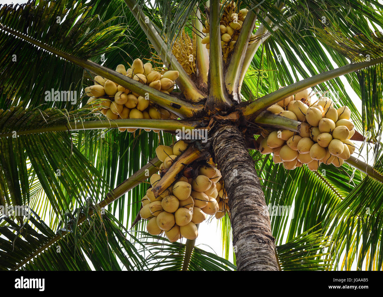 Coconut fruits on the tree at the plantation in Bali island, Indonesia ...