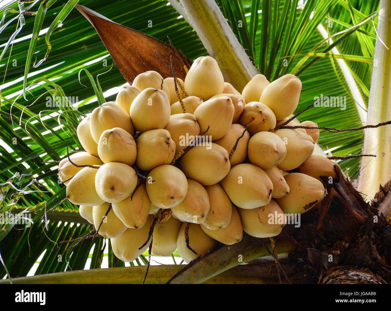 Coconut tree and fruits at the plantation in Asia. Close up Stock Photo ...
