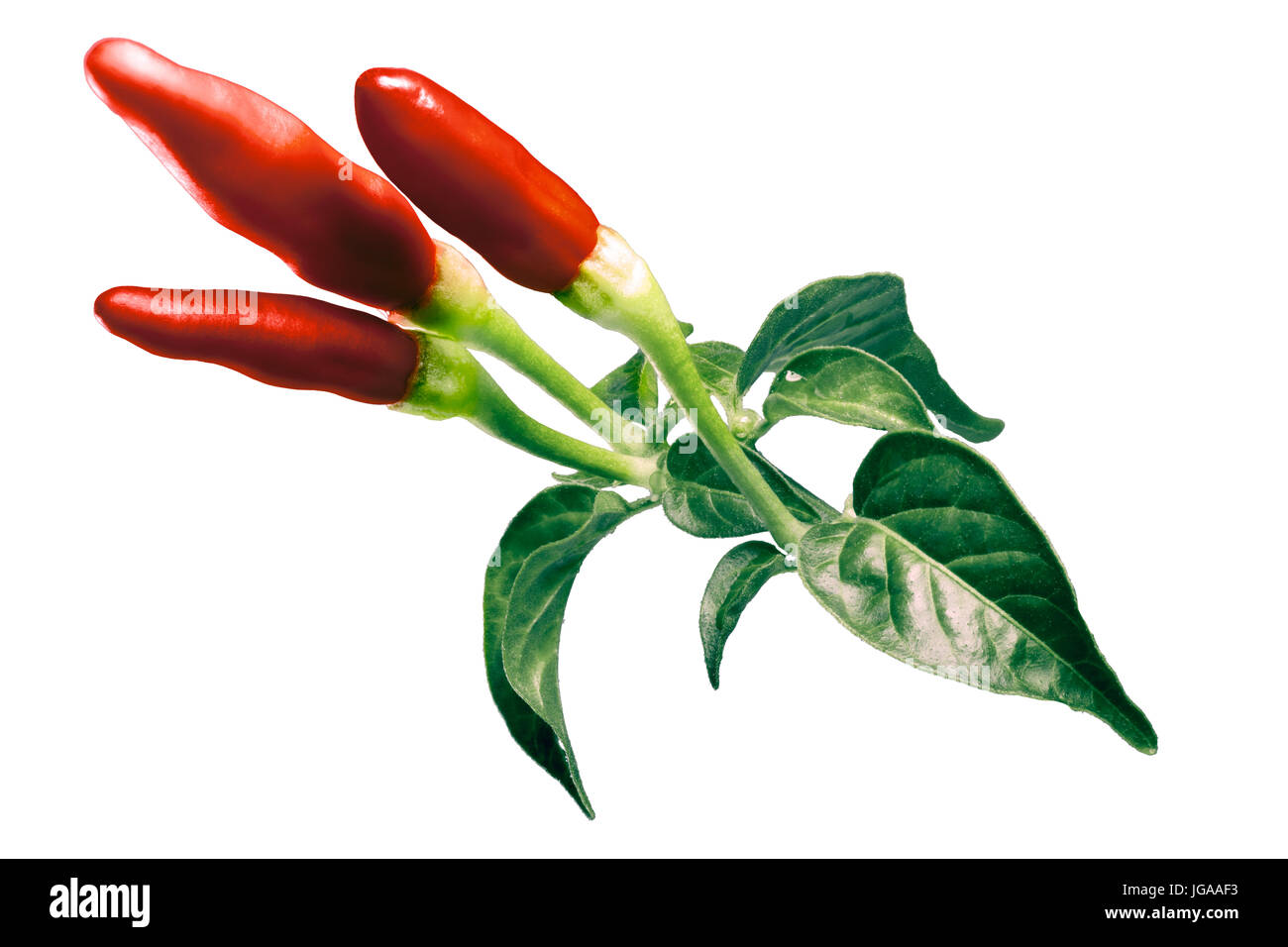 Tabasco chile peppers (Capsicum frutescens), with leaves, ripe ...