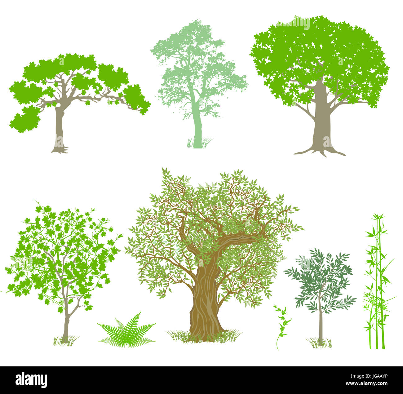 Decorative deciduous trees illustration Stock Photo - Alamy